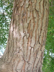 10 Interesting Facts and Information About the Neem Tree