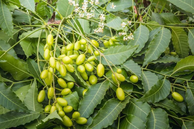 10 Interesting Facts and Information About the Neem Tree
