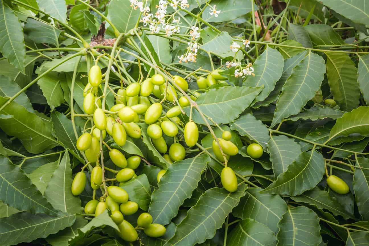 10 Interesting Facts and Information About the Neem Tree