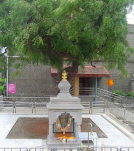 10 Interesting Facts and Information About the Neem Tree