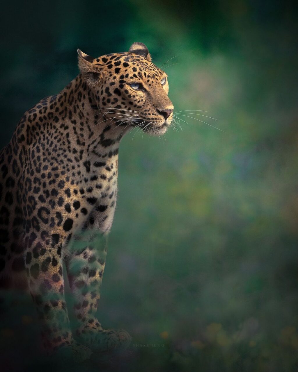 Top 10 Wildlife Photographers in India - TheTop10spot