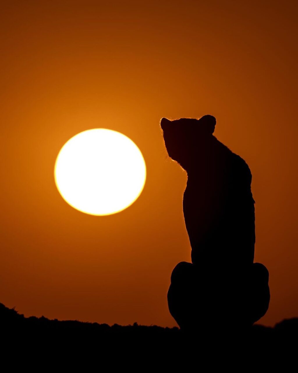 Top 10 Wildlife Photographers in India - TheTop10spot